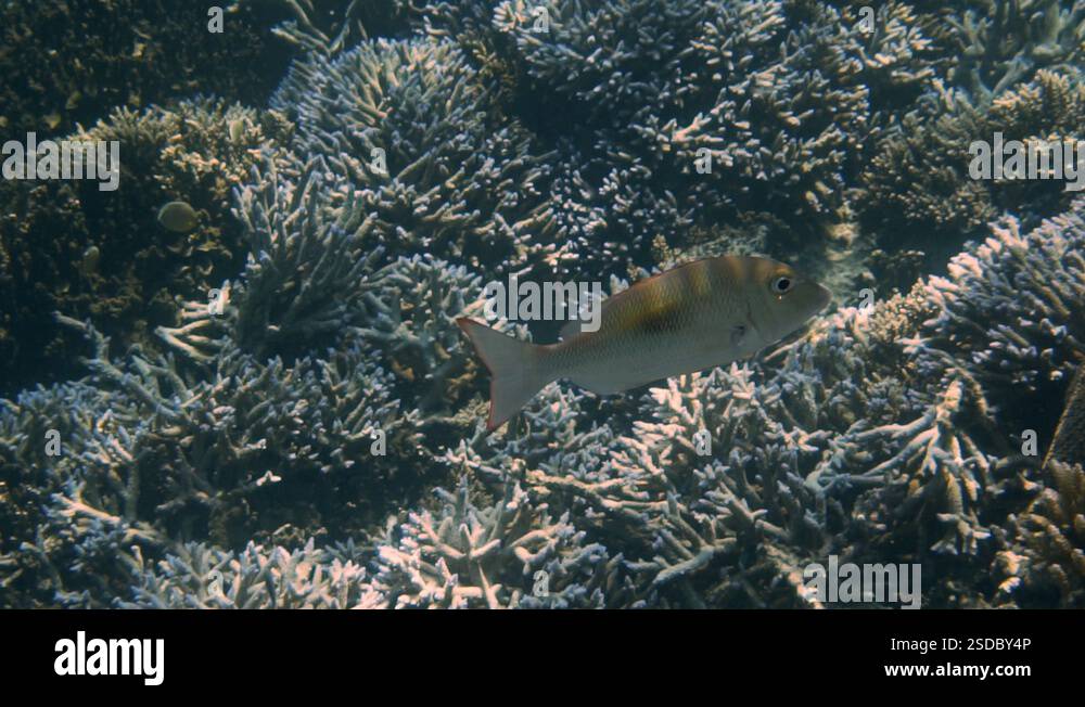 Single Thumbprint Emperor fish swimming around forest of branched coral ...
