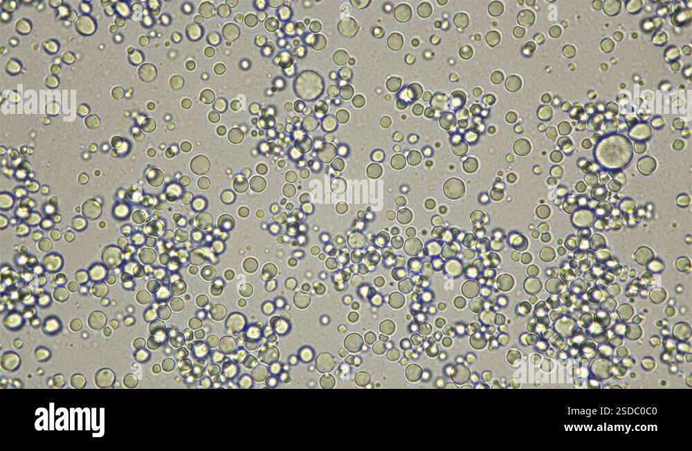 Milk under the microscope, fresh, natural, the movement of useful ...