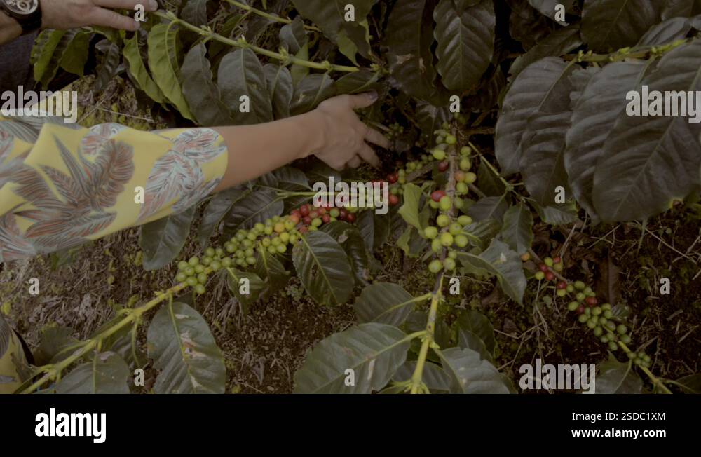 Hands examining coffee tree grain fruits in a colombian coffee farm in ...