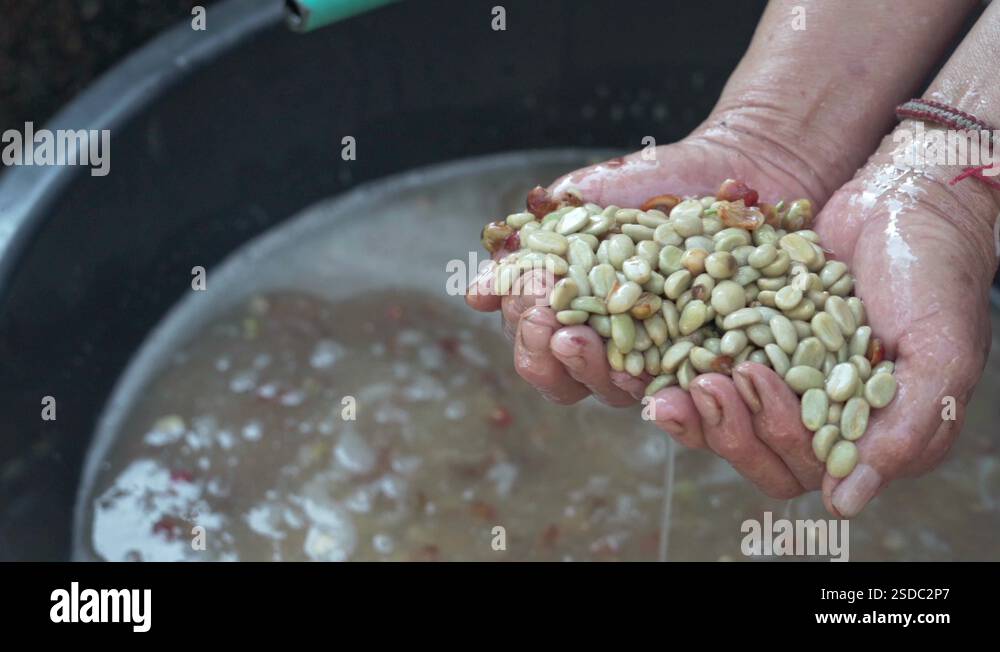 Coffee beans after peeling off Stock Video Footage - Alamy