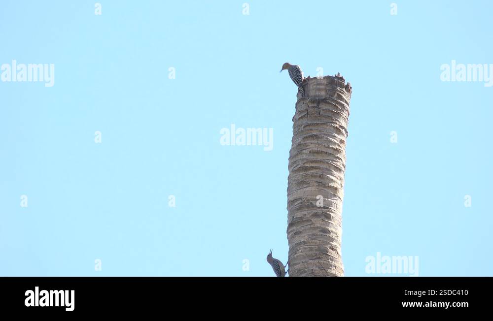 Two Gila Woodpeckers on a Palm Tree Trunk in San Jose Estuary in Baja ...