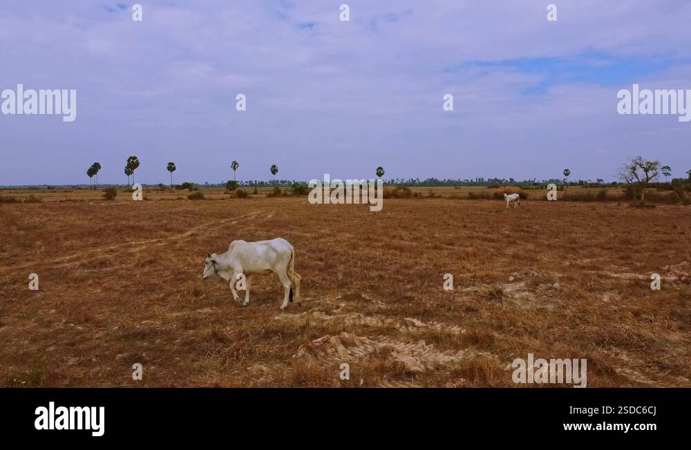 Skinny dehydrated cattle on drought impacted farmland, Cambodia weather ...