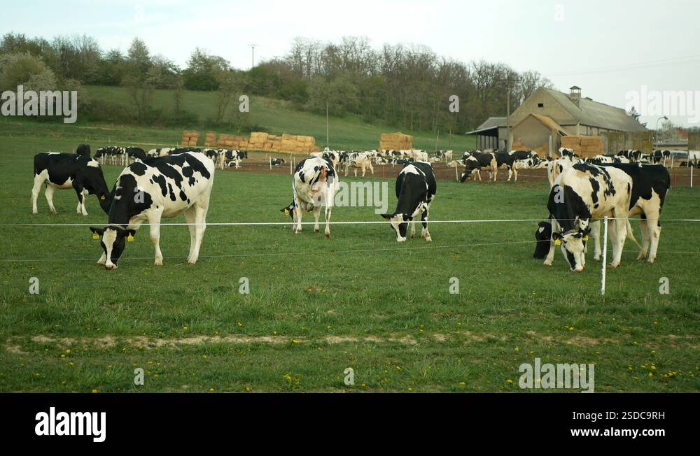 Heifer dairy cows young free open range lawn meadow grass grazing ...