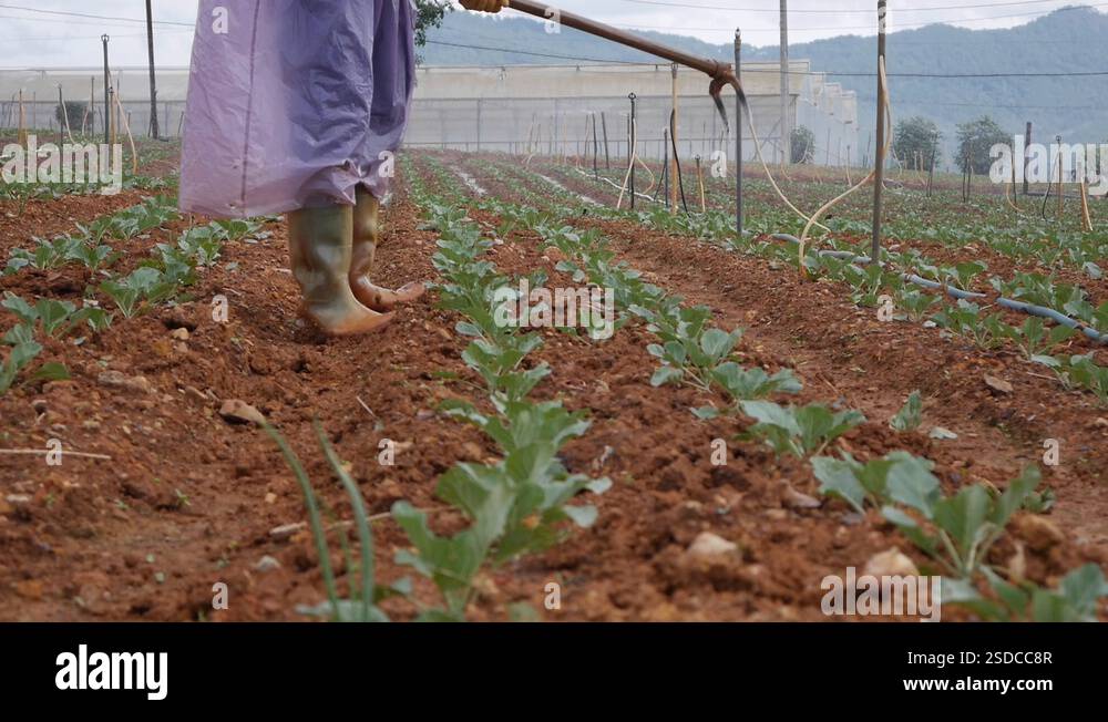 Farmer working in a cabbage field. Weeding remove weed with hoe ... Farmer working in a cabbage field. Weeding remove weed with hoe ...