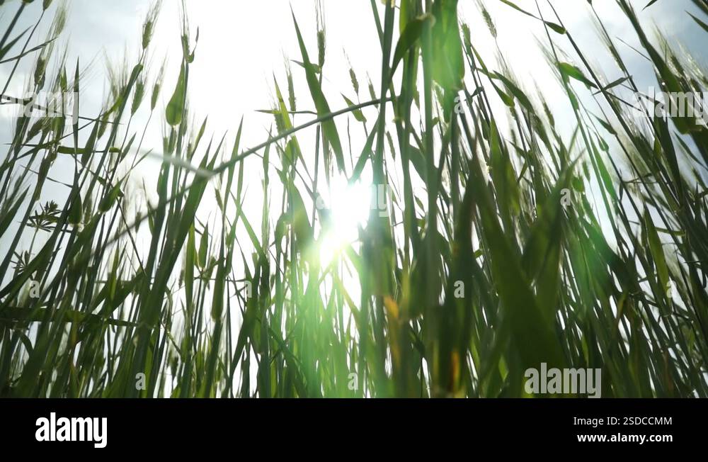 Waving wheat stalks in breath of air with sunlight in background,close ...