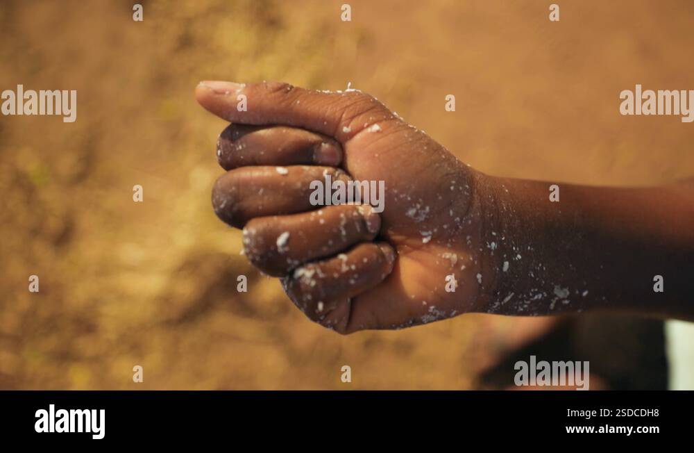 African kid holding seeds grains in his hand from harvast in dry ...