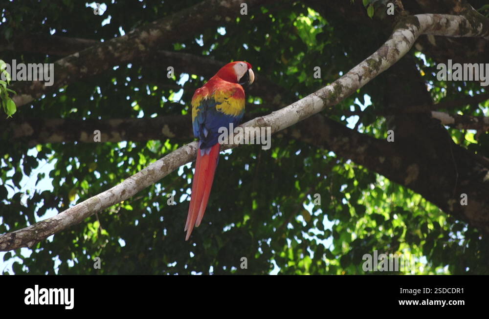 Scarlet Macaw Peering Over Shoulder in Dappled Sunlight in Slow Motion ...