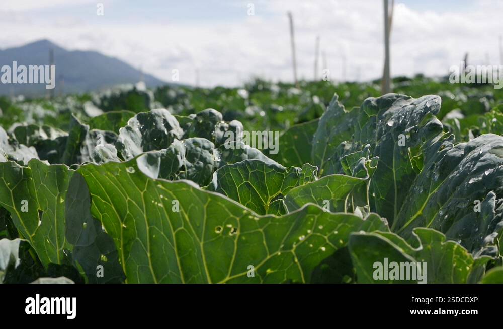 Field of cabbage ready to harvest. Vegetables, organic farming ...