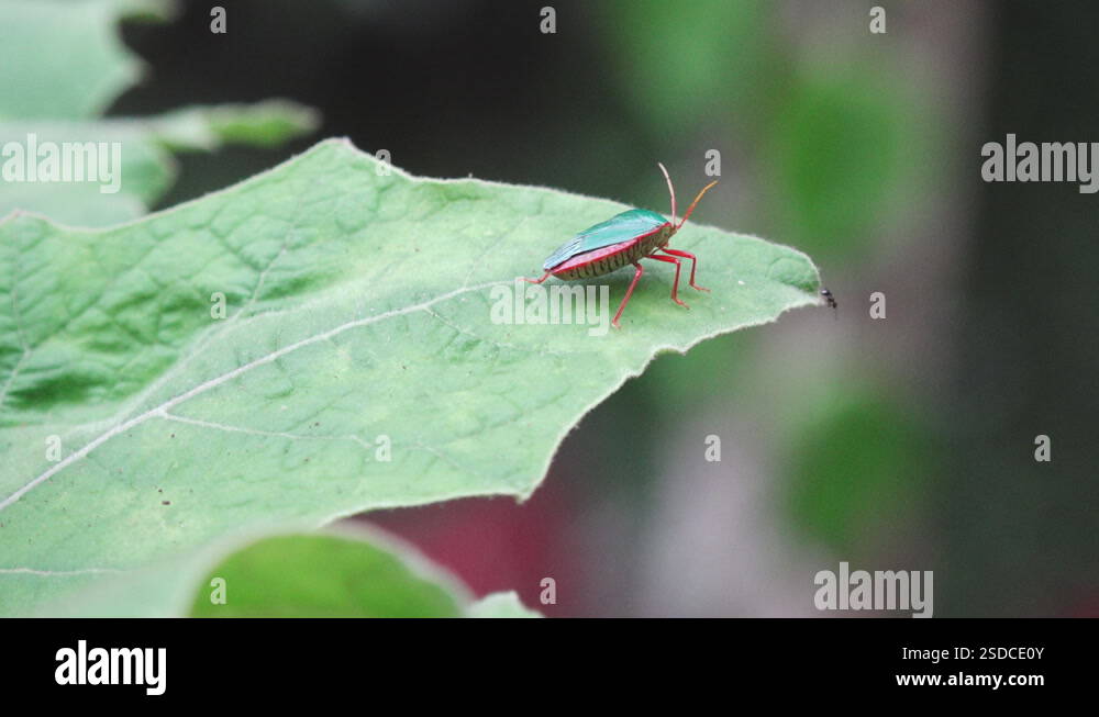 Red-Margined Stink Bug with Pulsing Thorax on Large Leaf in Osa ...