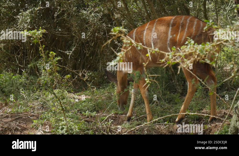 Wildlife videography of a lone female bushbuck antelope searching for ...