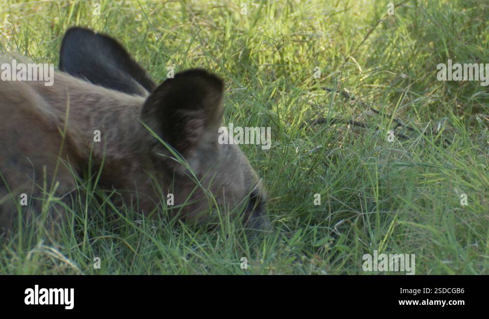 African Wild Dog chews on Impala antelope leg bone in grassy shade ...