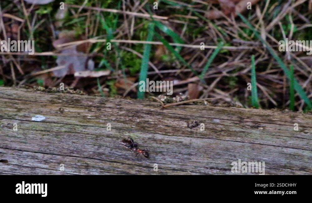 Super slow motion side / top view. Two ants are carrying a dead fly ...