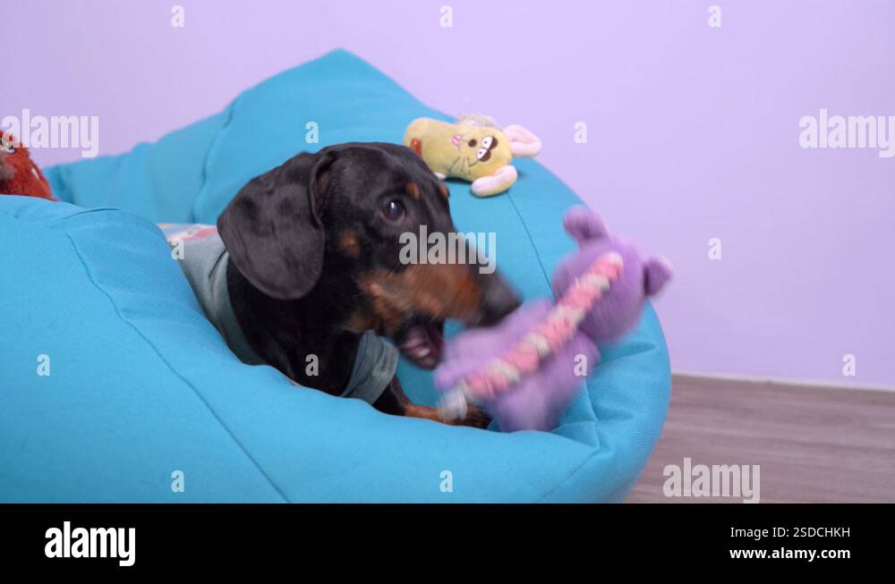 dog lies in a blue chair at home, plays, bites a toy, then carefully ...
