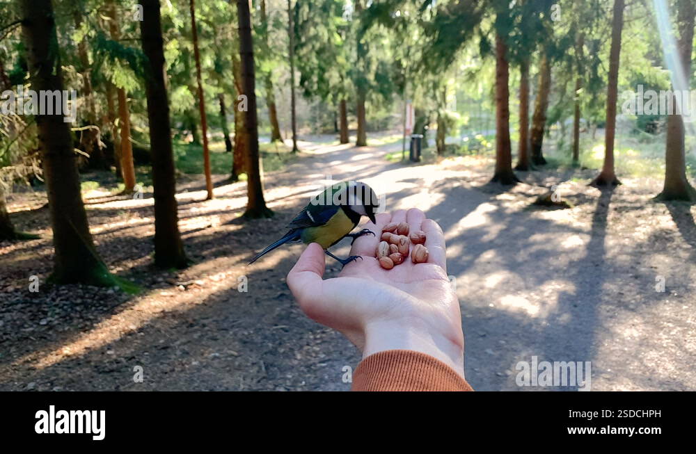 Picky bird sitting on a hand taking her time choosing the perfect seed ...