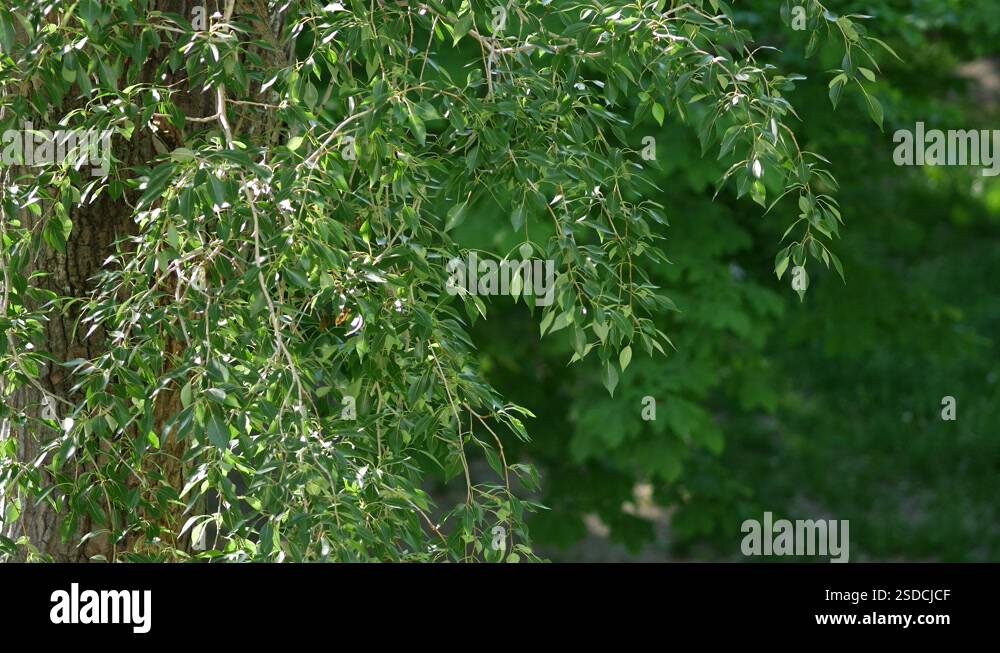 Nature green foliage of trees in early spring in yard, in garden or in ...