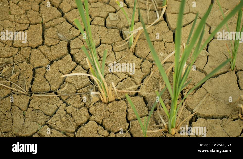 Drought cracks pond wetland, swamp drying up soil crust earth climate ...