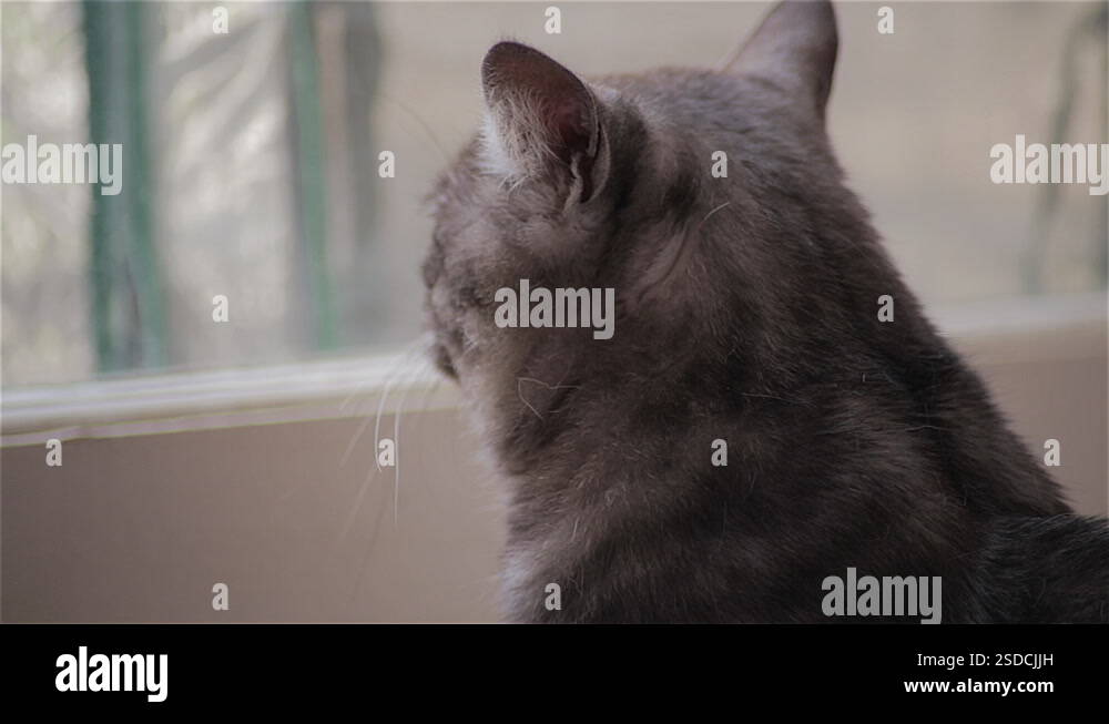 Cat eyes in focus, cat look the camera, beautiful cat in house, kitten ...