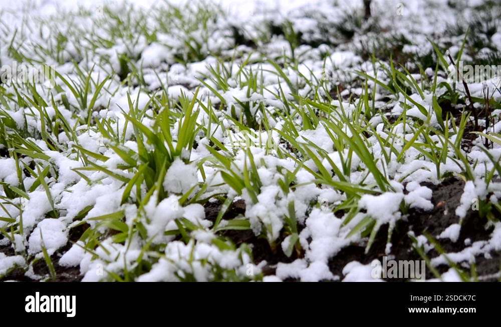 Green grass covered with layer of snow in spring during snowfall close ...