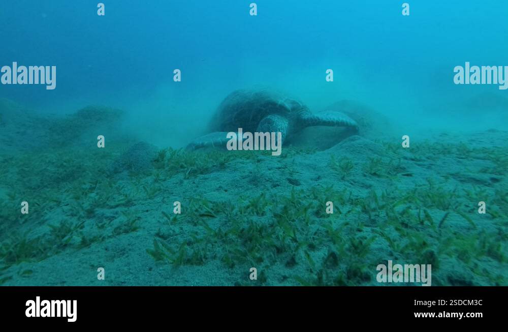 Sea turtle with Remorafish on shell sits on sandy bottom and eating ...