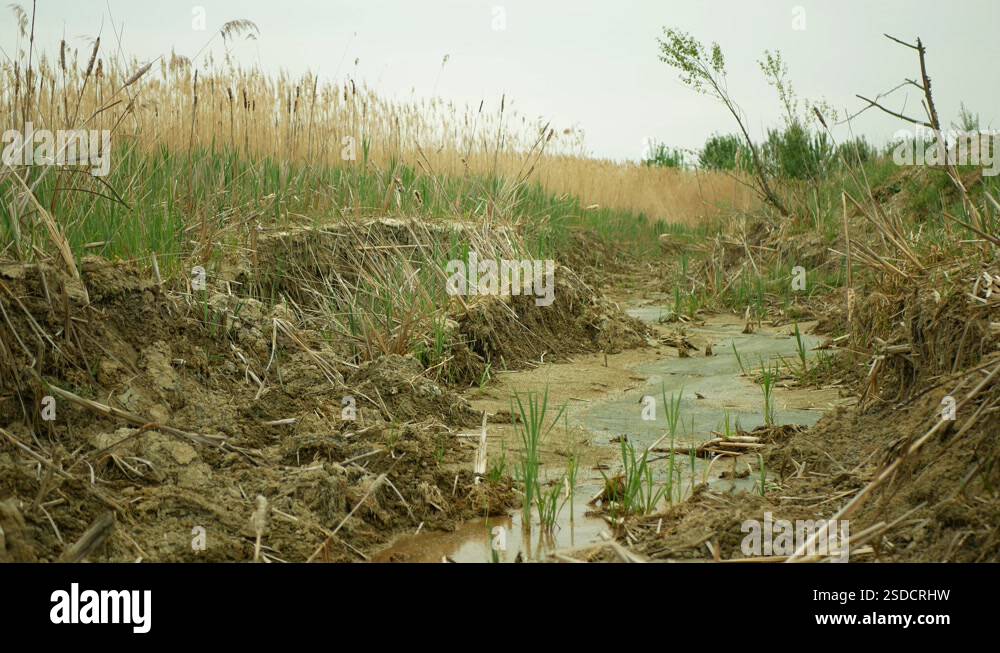 Drought river stream wetland, swamp creek rivulet drying up soil water ...