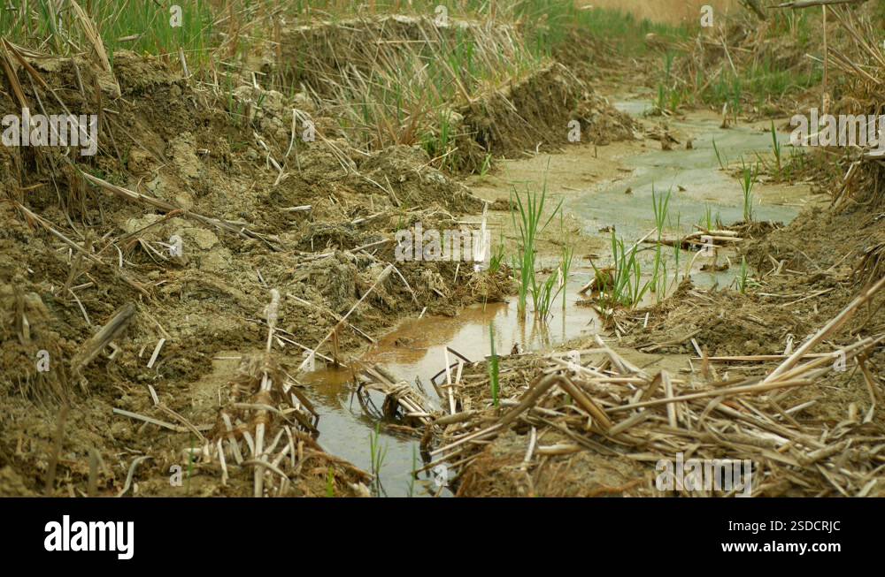 Drought river stream wetland, swamp creek rivulet drying up soil water ...