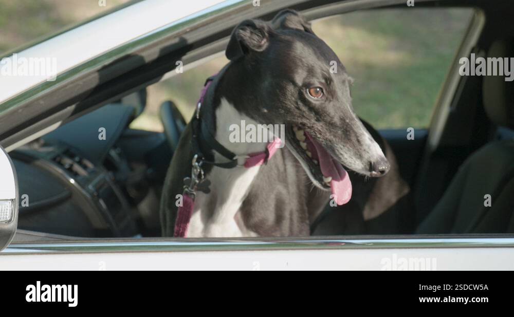 a greyhound dog sits in the front seat of a car looking out the open ...