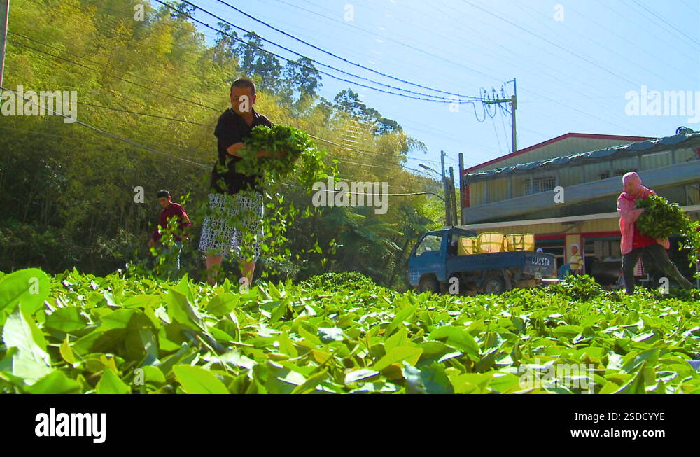Zoom in of tea factory workers pouring fresh green leaves for drying ...