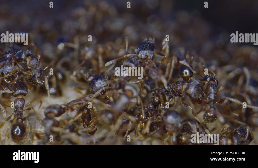 Extreme macro close up of a swarm of ants as they crawl all over one ...