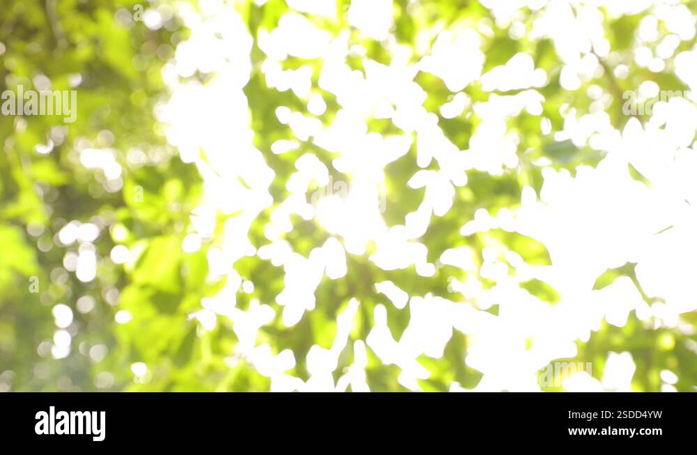 Sun Flare, Buderim Falls, Queensland, Australia Stock Video Footage - Alamy