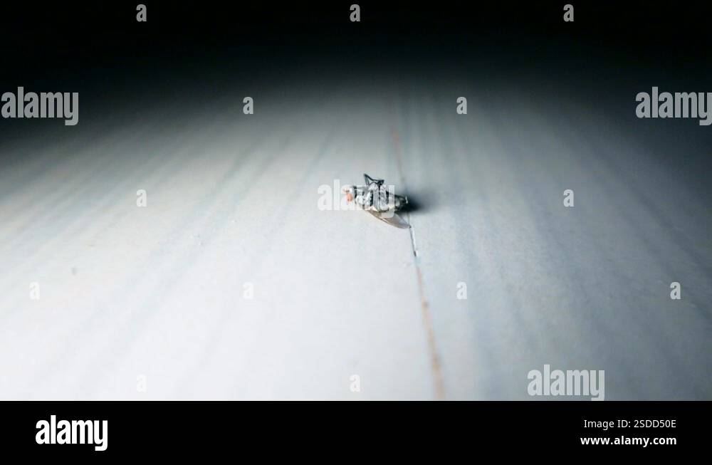 A fly laying on its back dying. The legs are twitching during its last ...