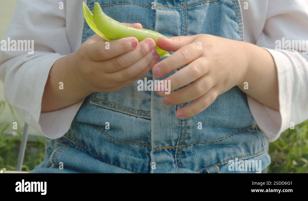 Little girl eating raw green peas in the garden. Summer harvest Stock ...