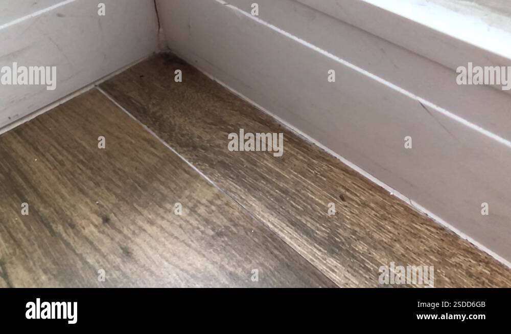 House gecko enters frame running in slow motion Stock Video Footage - Alamy