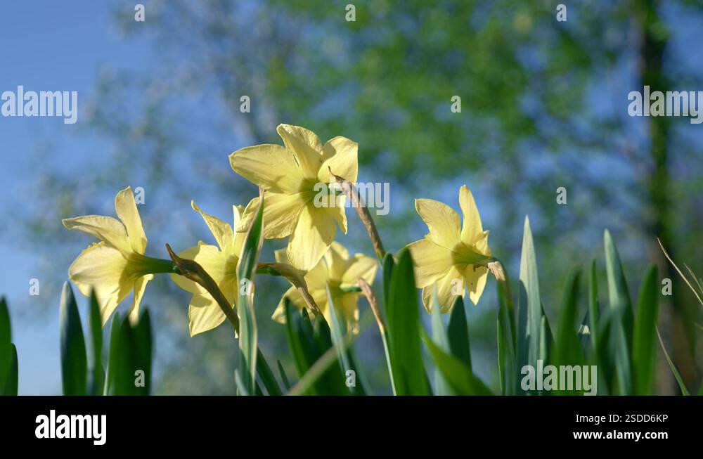 gentle flowers yellow daffodil in the Park on a clear Sunny day Stock ...