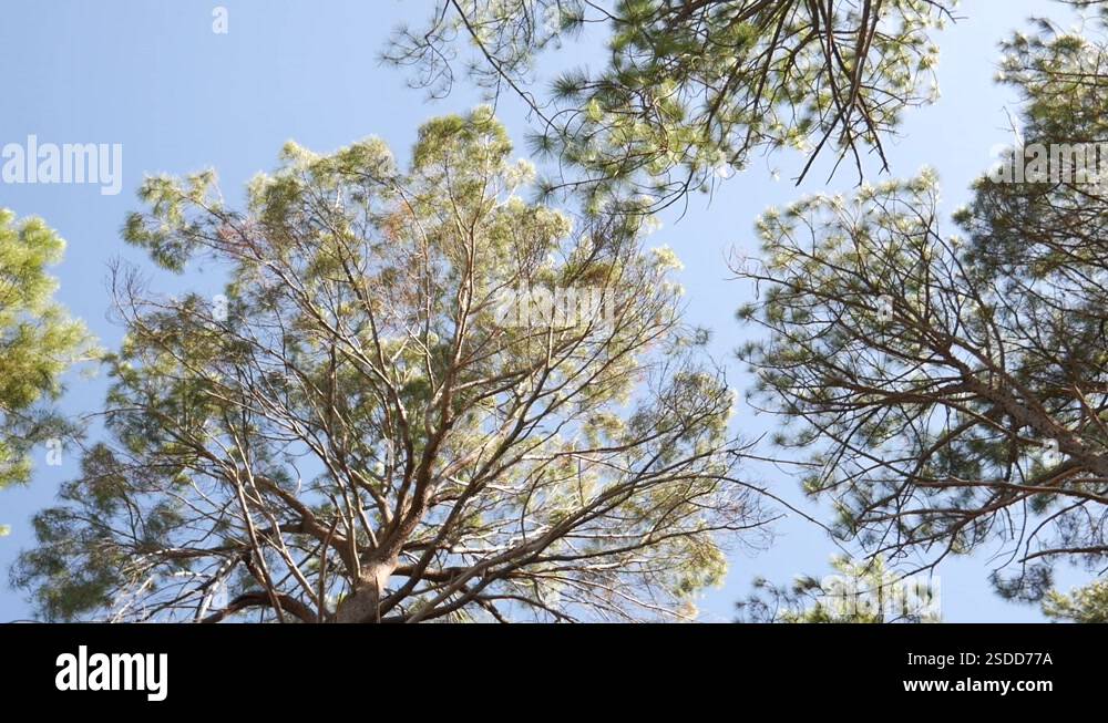 Wide shot ground P.O.V of the Australian Pine Trees in a 180-degree ...