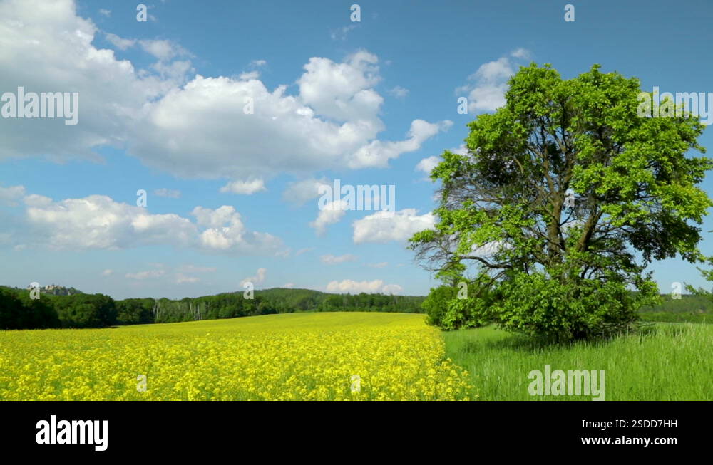 A tree standing at the beginning of a rapeseed field and fields of ...