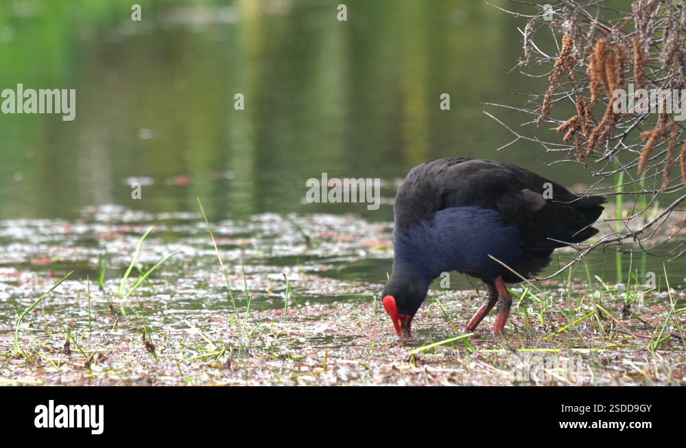 A Pukeko (Swamp Hen) wading in a pond in New Zealand Stock Video ...