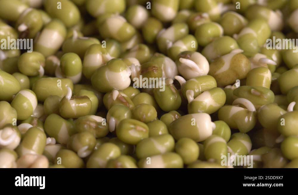 Sprouted mung bean. Soaking and sprouting beans and legumes Stock Video ...