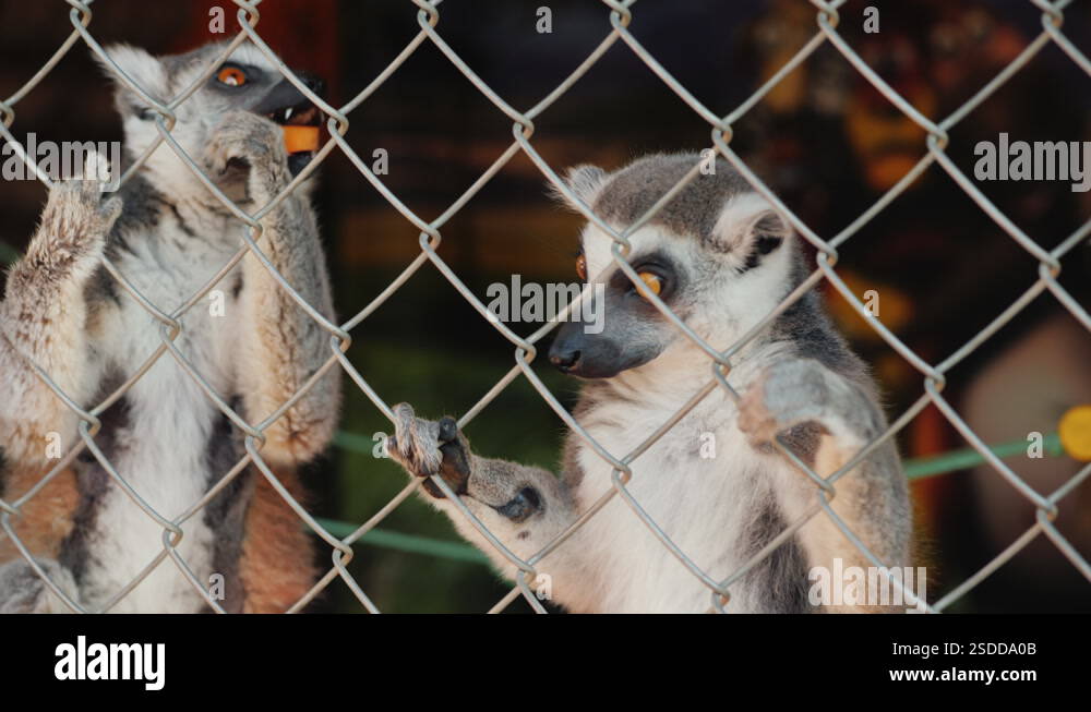 A female lemur with a cub on its back takes a treat through the net ...
