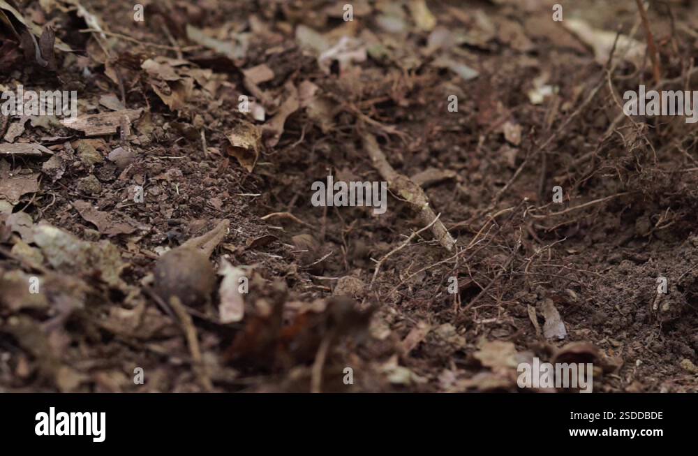Pickaxe digging in ground, male hands planting a Goldenseal rhizome ...