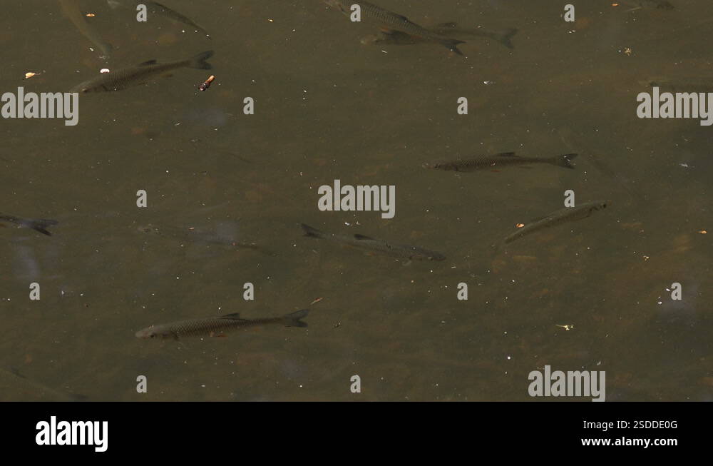 Roach swimming on the surface of the water fishing UK 4K Stock Video ...