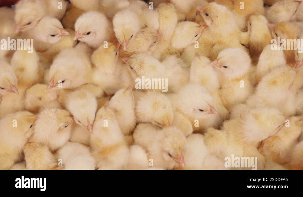 Crowd of little chickens moving in incubator container, poultry growing ...
