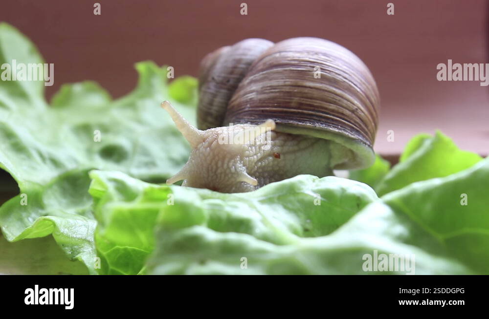 Snail eats vegetables. A garden snail that is eating fresh leaf of ...
