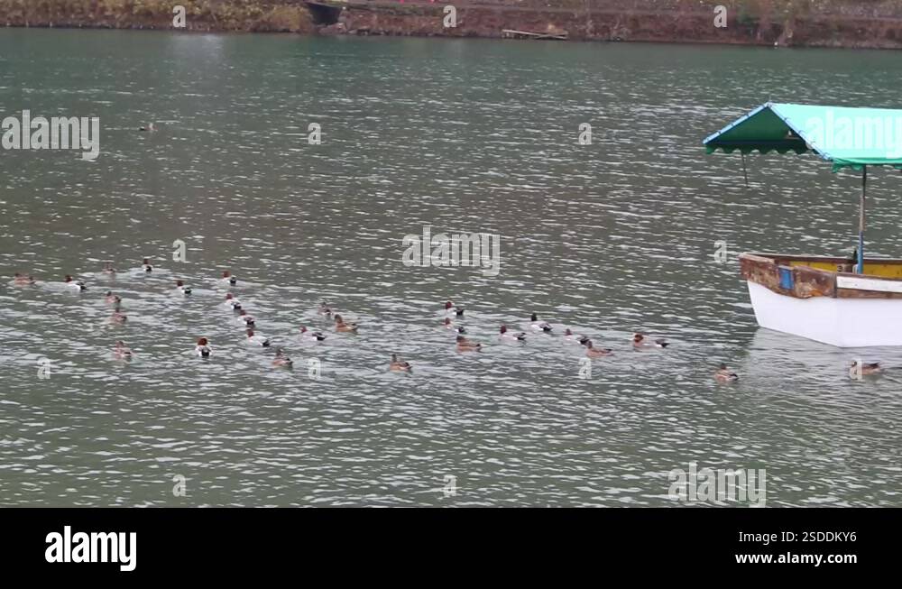 Many Small Ducks Swim In Kyoto Lake Next To Traditional Japanese Boat ...