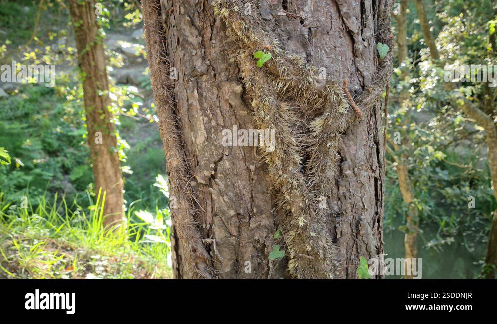 8K Vines Growing Up The Trunk Of A Pine Tree Stock Video Footage - Alamy
