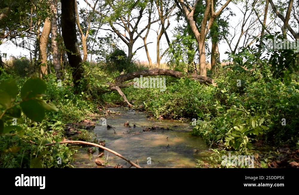 Forest creek flowing into the wetland, Tree falling straddling streams ...
