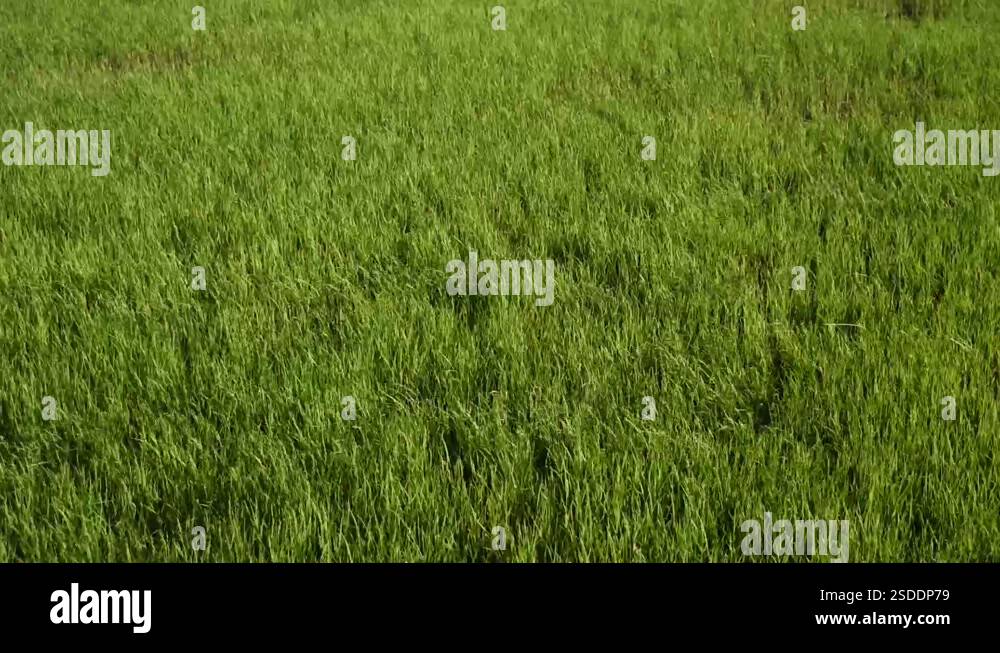 Wind shaking the rice plant to move in wave, Green field crop Stock ...