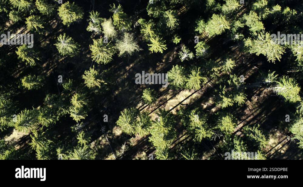 Aerial forest, Trees seen from top down view. Flying above treetops ...