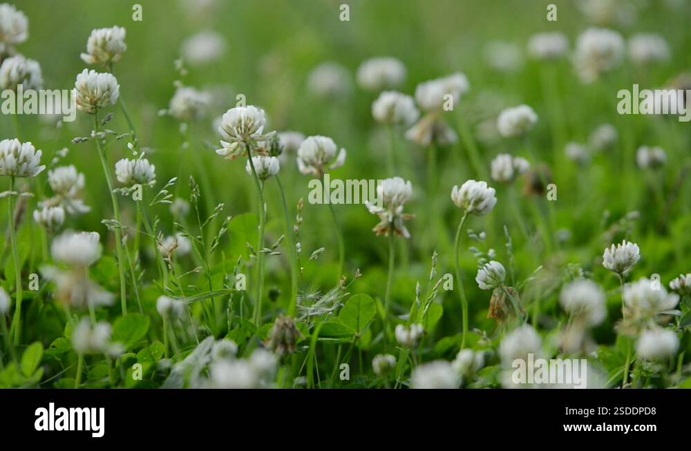 White clover swaying in the wind.Relaxing in a peaceful park.Just the ...