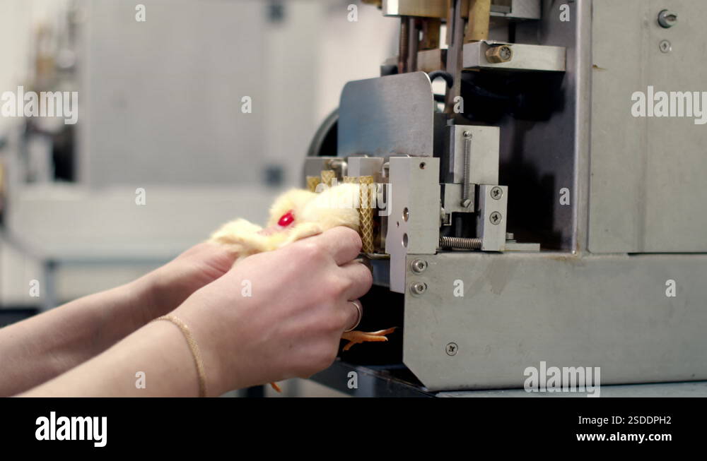 Automatic trimming of beak of chickens on the farm. Processing a ...