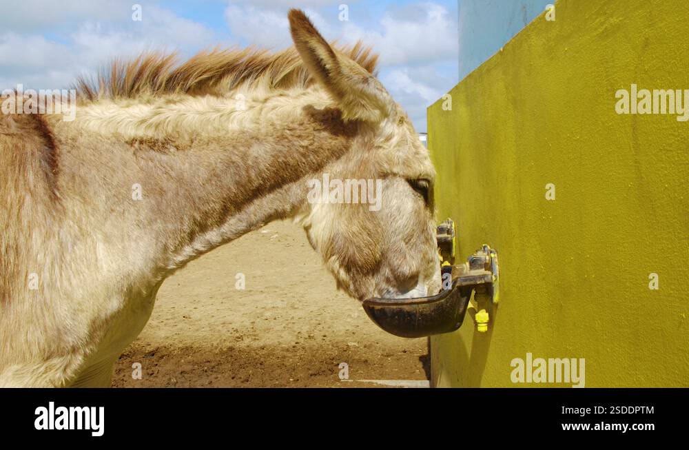 A Thirsty Donkey In Captivity Drinking Water In Kralendijk, Bonaire On ...